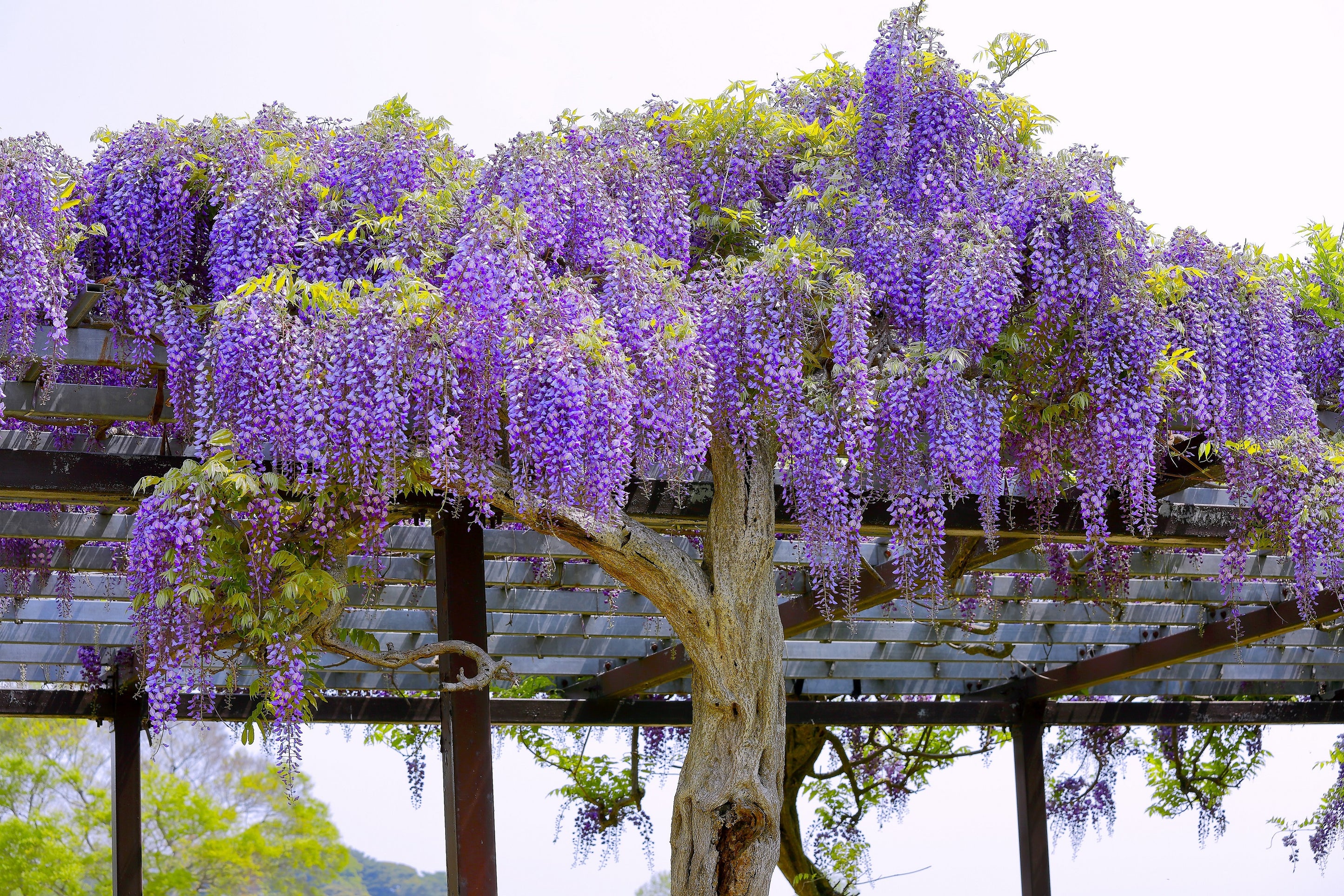 5 BLUE CHINESE WISTERIA Sinensis Ornamental Vine Climber Blue Violet P ...