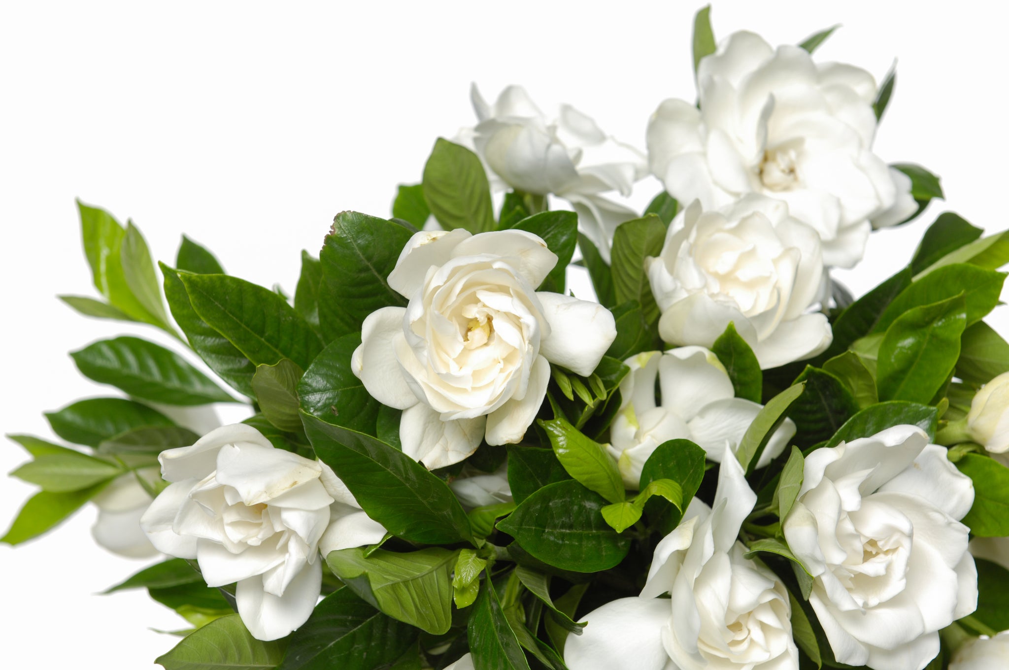 50 GARDENIA Jasminoides / CAPE JASMINE Fragrant White Shrub Houseplant ...