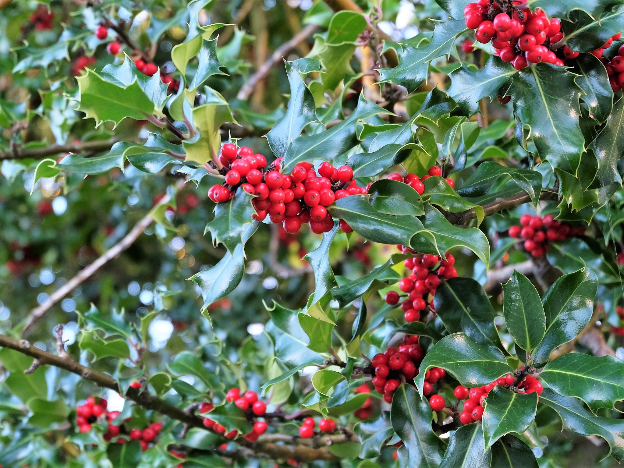 40 AMERICAN HOLLY Ilex Opaca Tree Shrub Evergreen Red Berry Seeds - ak ...