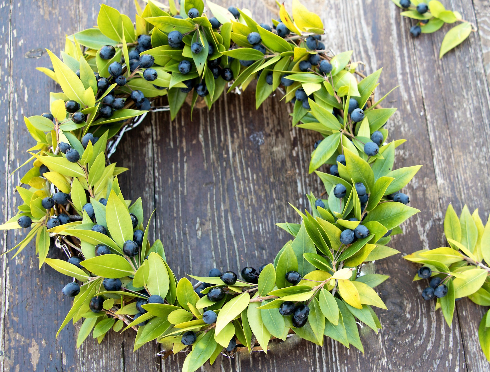 20 TRUE MYRTLE Myrtus Communis aka Common & Sweet Myrtle Fragrant Whit ...