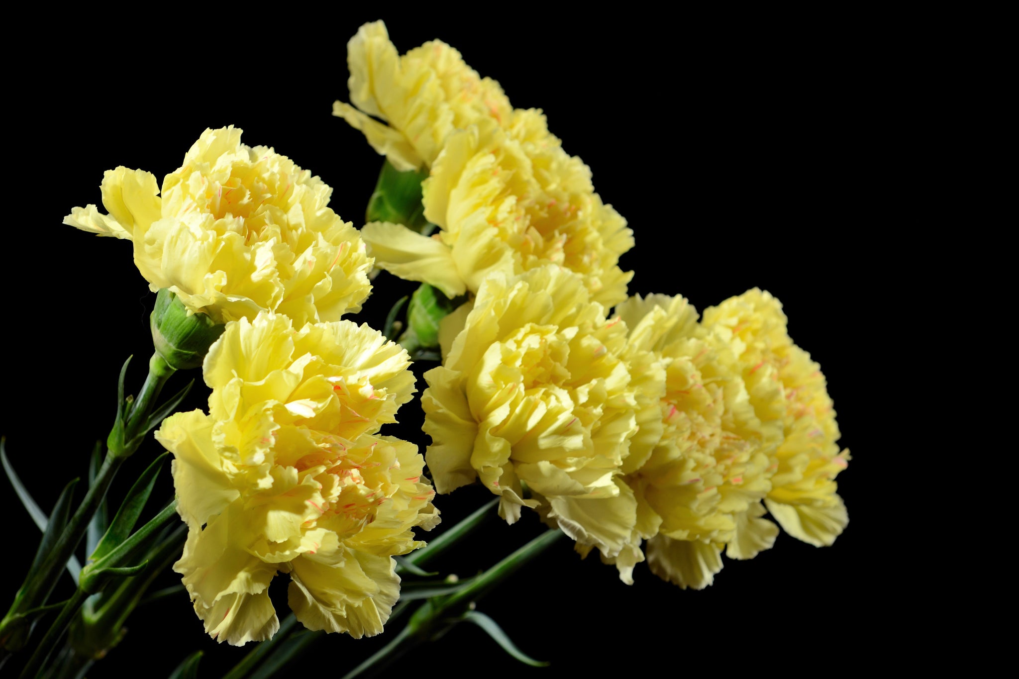 50 YELLOW CARNATION Dianthus Caryophyllus Grenadin Double Flower Seeds ...