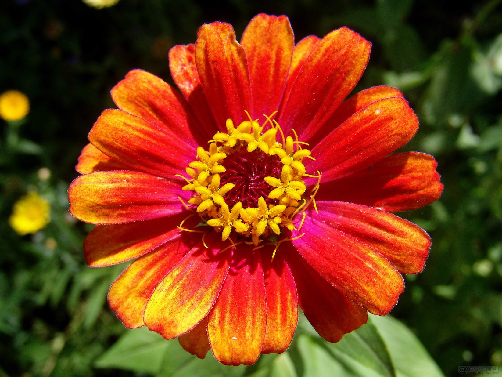 50 CAROUSEL MIX ZINNIA Elegans Carrousel Whirligig Mixed Colors Bicolo ...